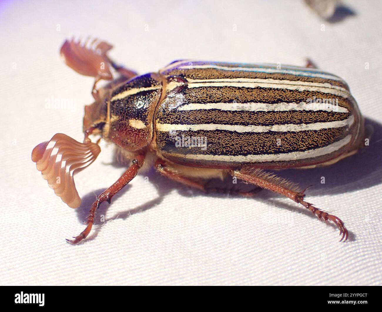 Long-haired June Beetle (Polyphylla crinita Stock Photo - Alamy