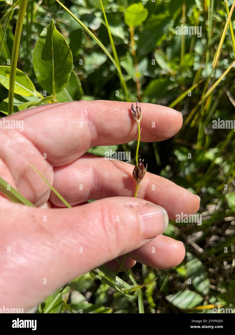 Chestnut Rush (Juncus castaneus Stock Photo - Alamy
