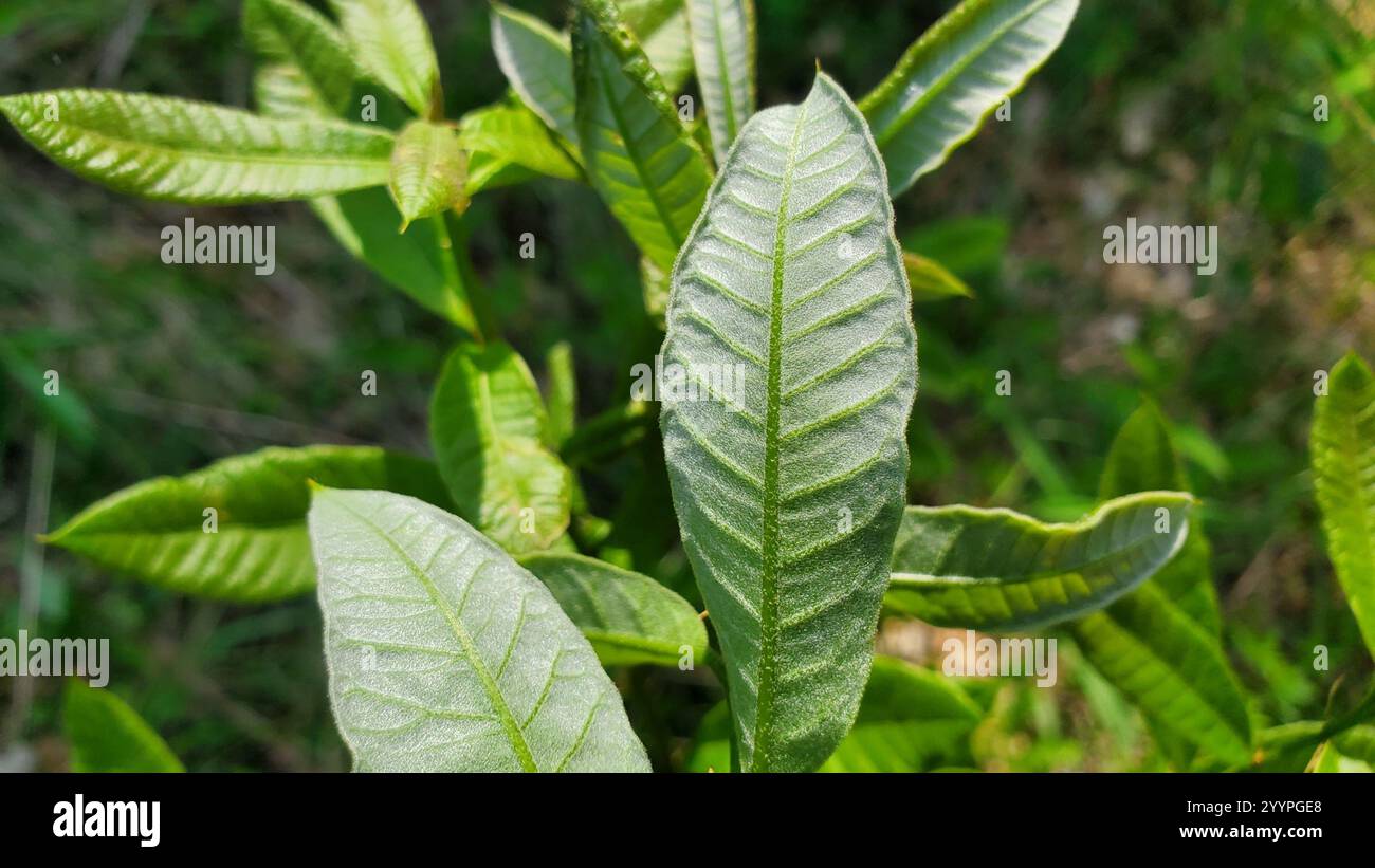 shingle oak (Quercus imbricaria Stock Photo - Alamy