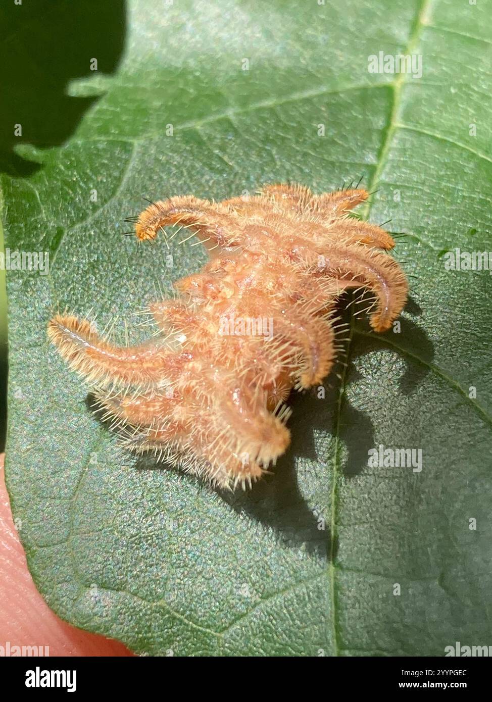 Hag moth hi-res stock photography and images - Alamy