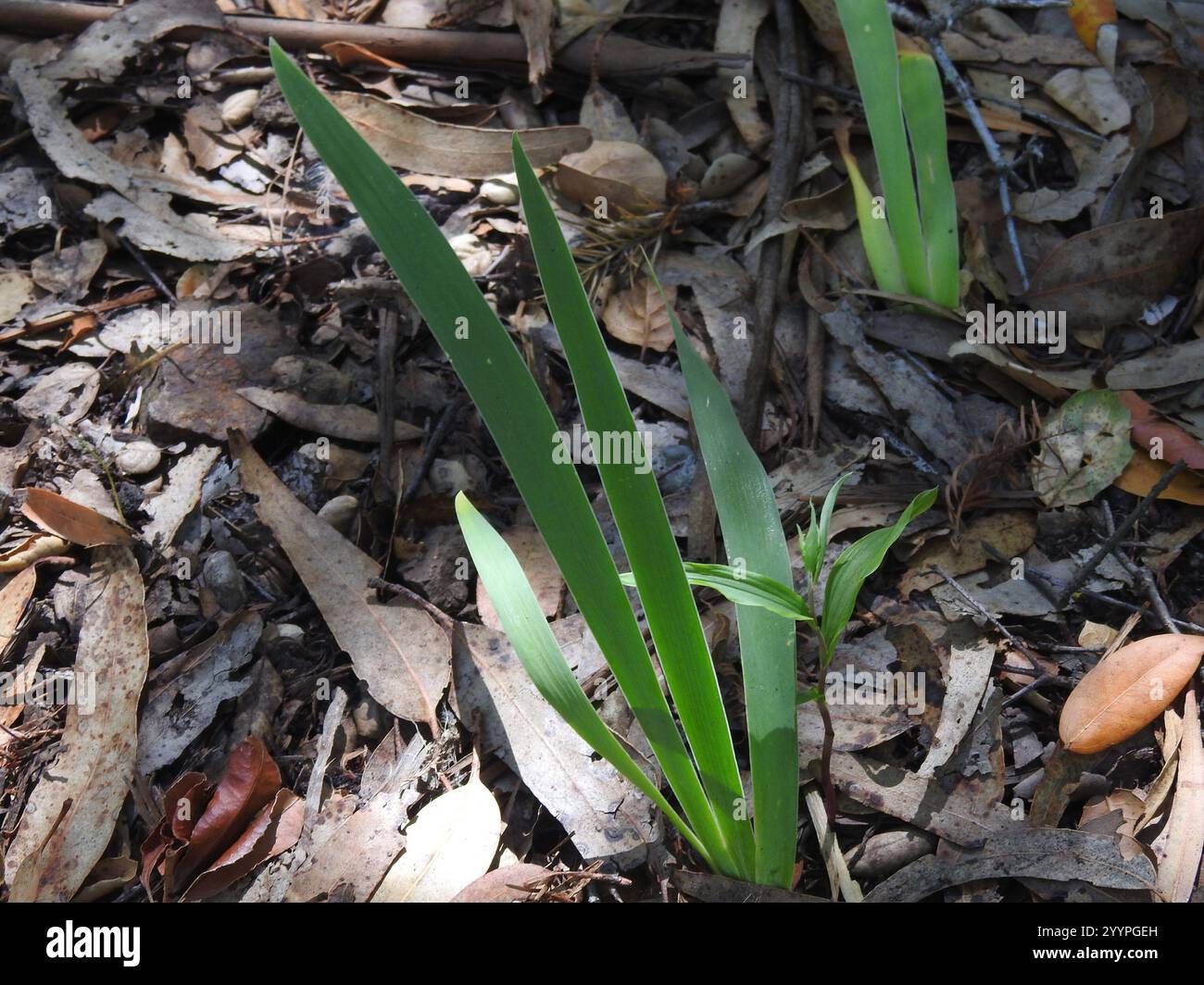 Stinking iris (Iris foetidissima Stock Photo - Alamy