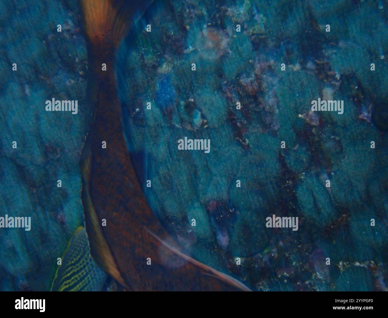 Red Morwong (Morwong fuscus Stock Photo - Alamy