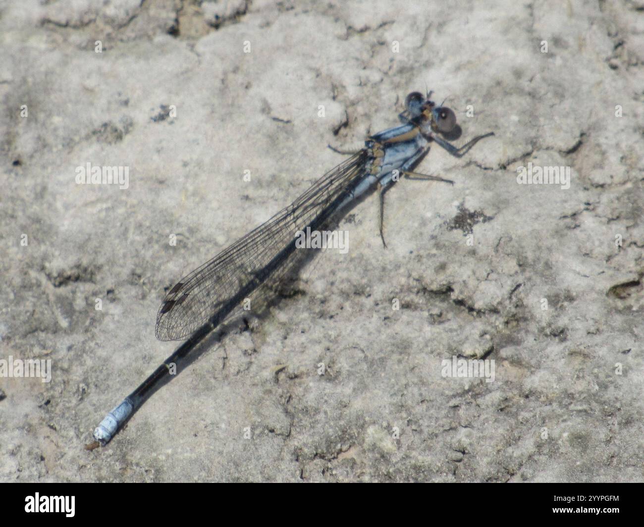 Powdered Dancer (Argia moesta Stock Photo - Alamy