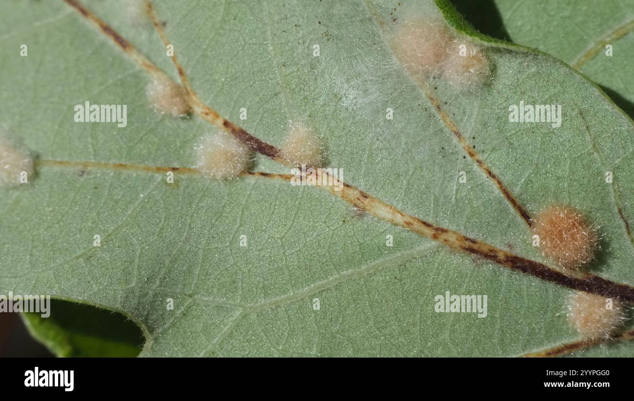 oak flake gall wasp (Neuroterus quercusverrucarum Stock Photo - Alamy