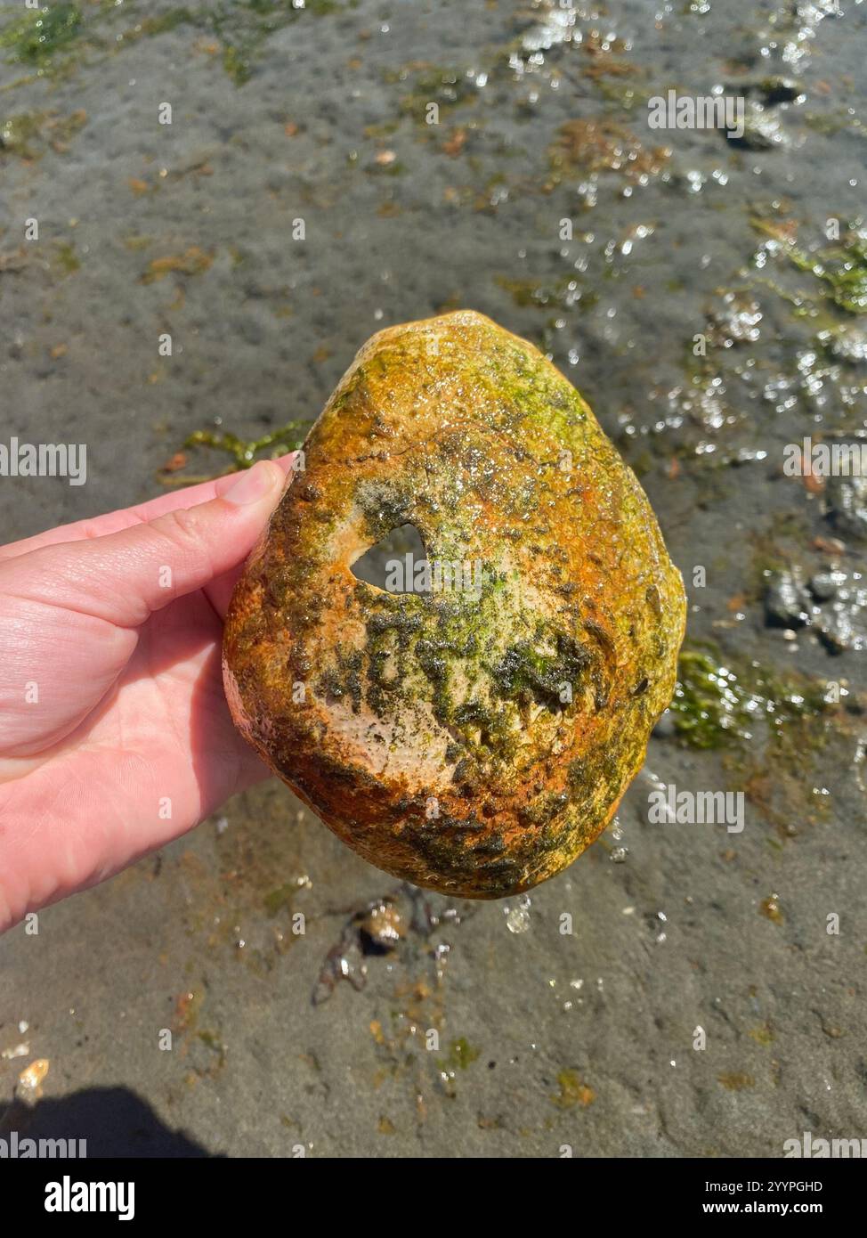 Tresus hi-res stock photography and images - Alamy