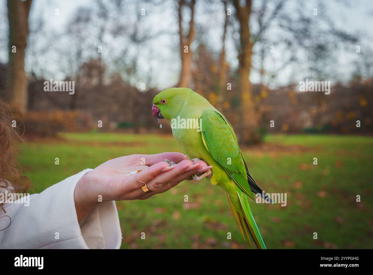 A vibrant green parakeet with a red beak sits on a person's hand in a ...