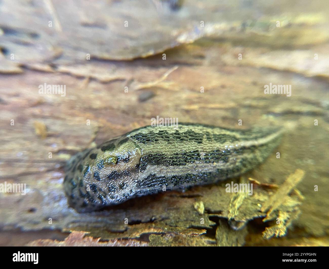 Leopard Slug (Limax maximus Stock Photo - Alamy