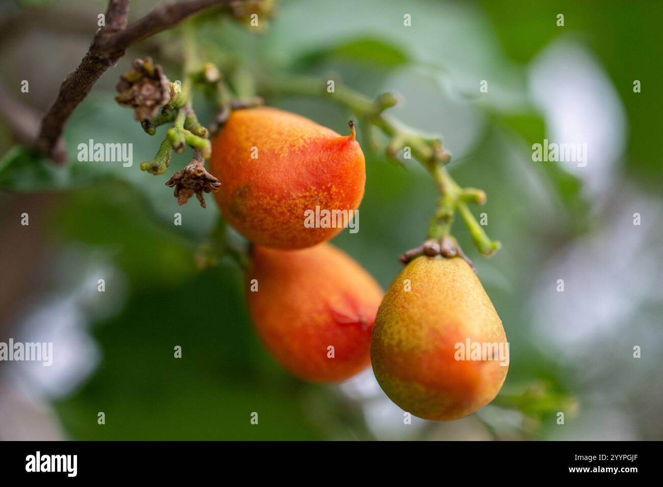 Bunchosia glandulifera hi-res stock photography and images - Alamy