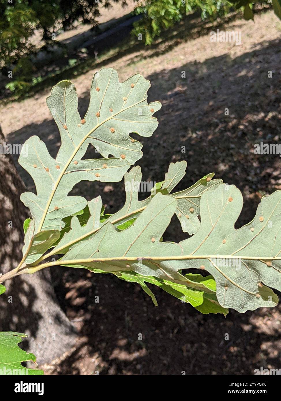 oak flake gall wasp (Neuroterus quercusverrucarum Stock Photo - Alamy