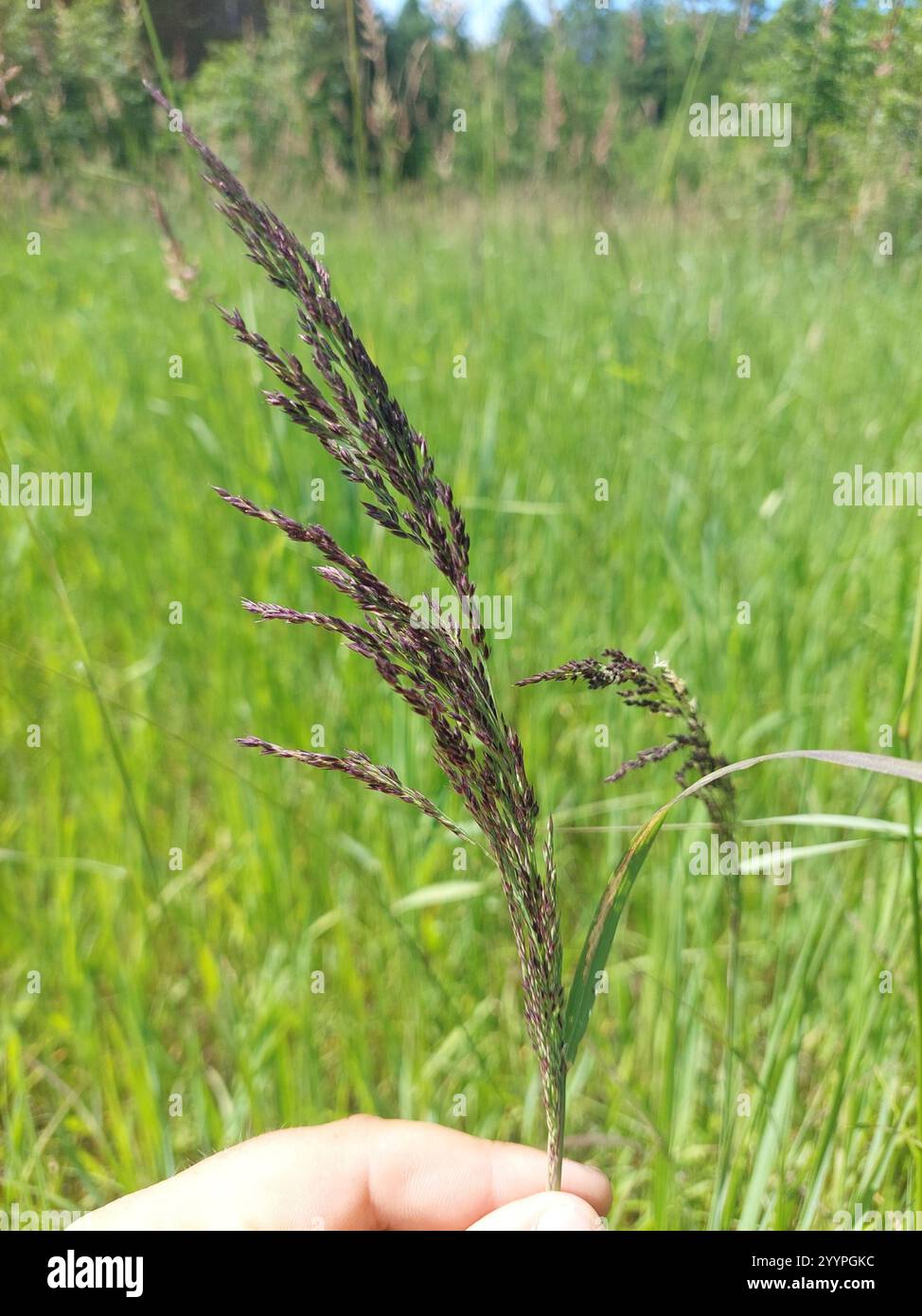canadian bluejoint (Calamagrostis canadensis Stock Photo - Alamy