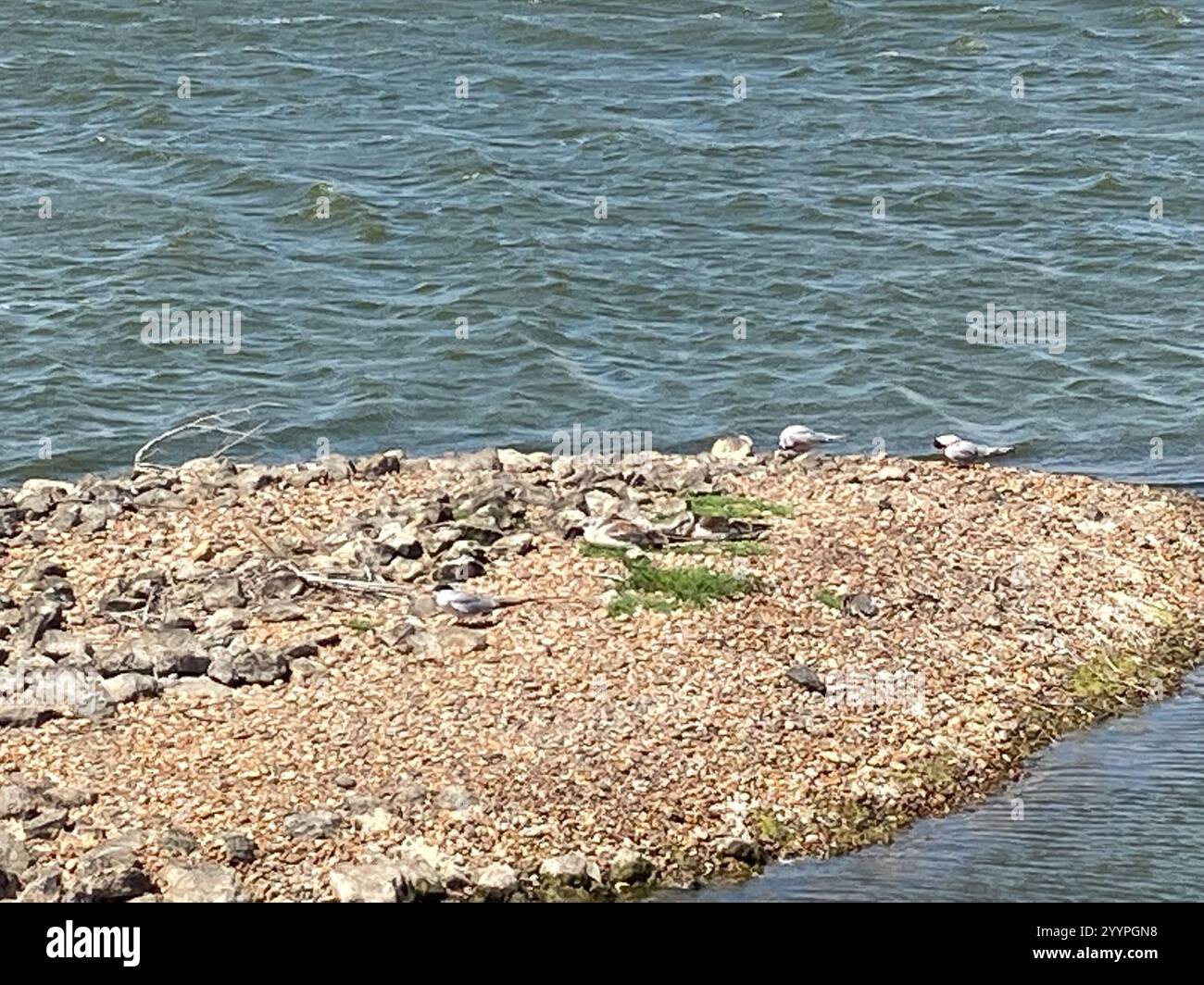 Typical Terns (Sterna Stock Photo - Alamy