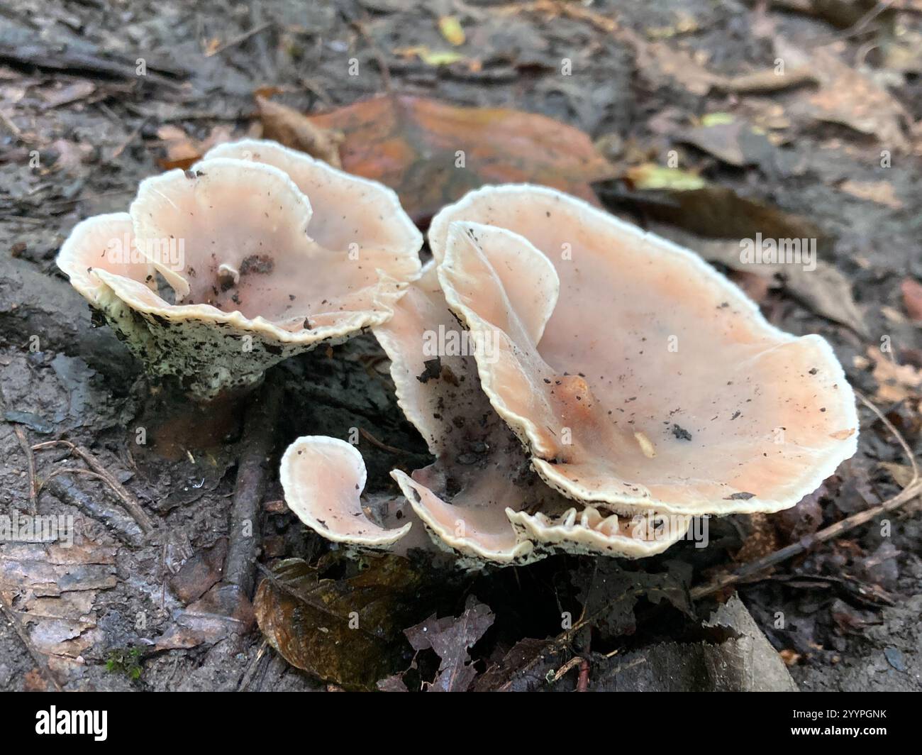 Blushing Rosette (Abortiporus biennis Stock Photo - Alamy