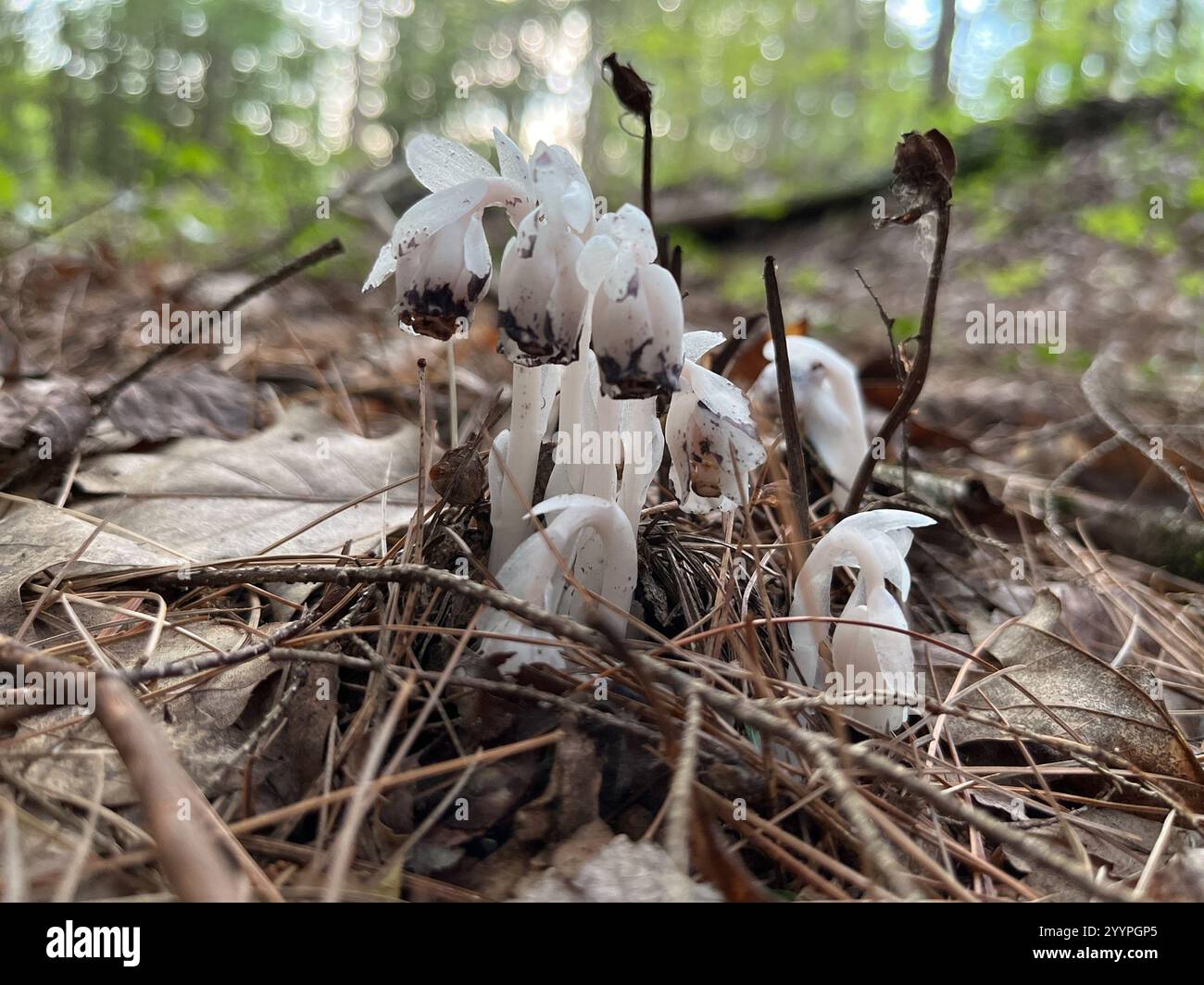 Ghost Pipe (Monotropa uniflora Stock Photo - Alamy