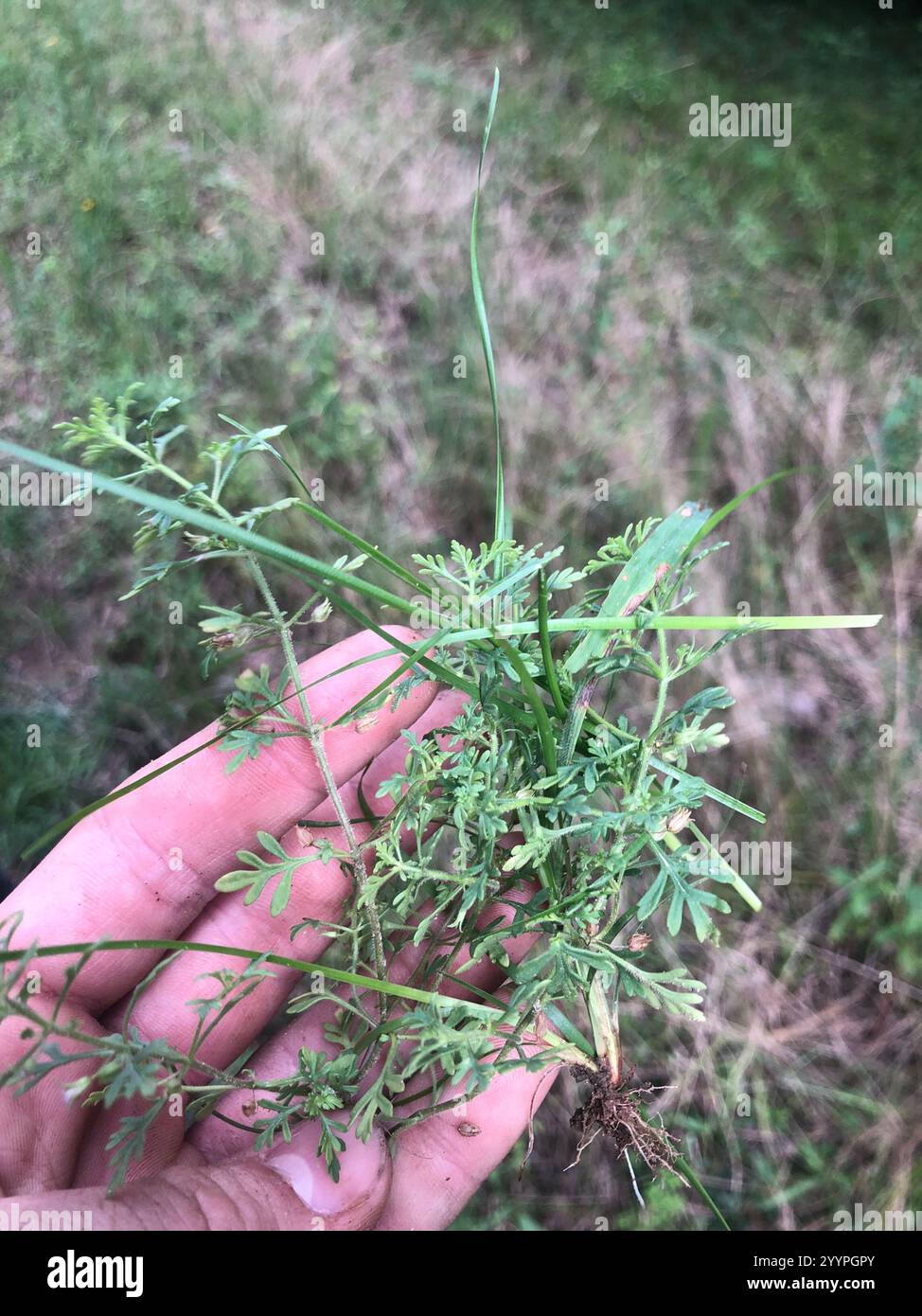 Obi-Wan conobea (Leucospora multifida Stock Photo - Alamy