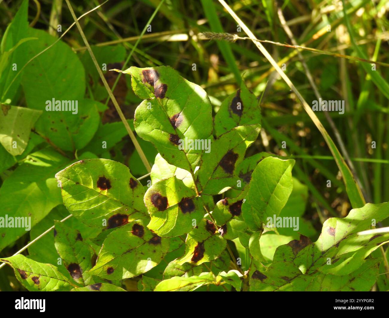 Ash Leaf Spot (Mycosphaerella fraxinicola Stock Photo - Alamy
