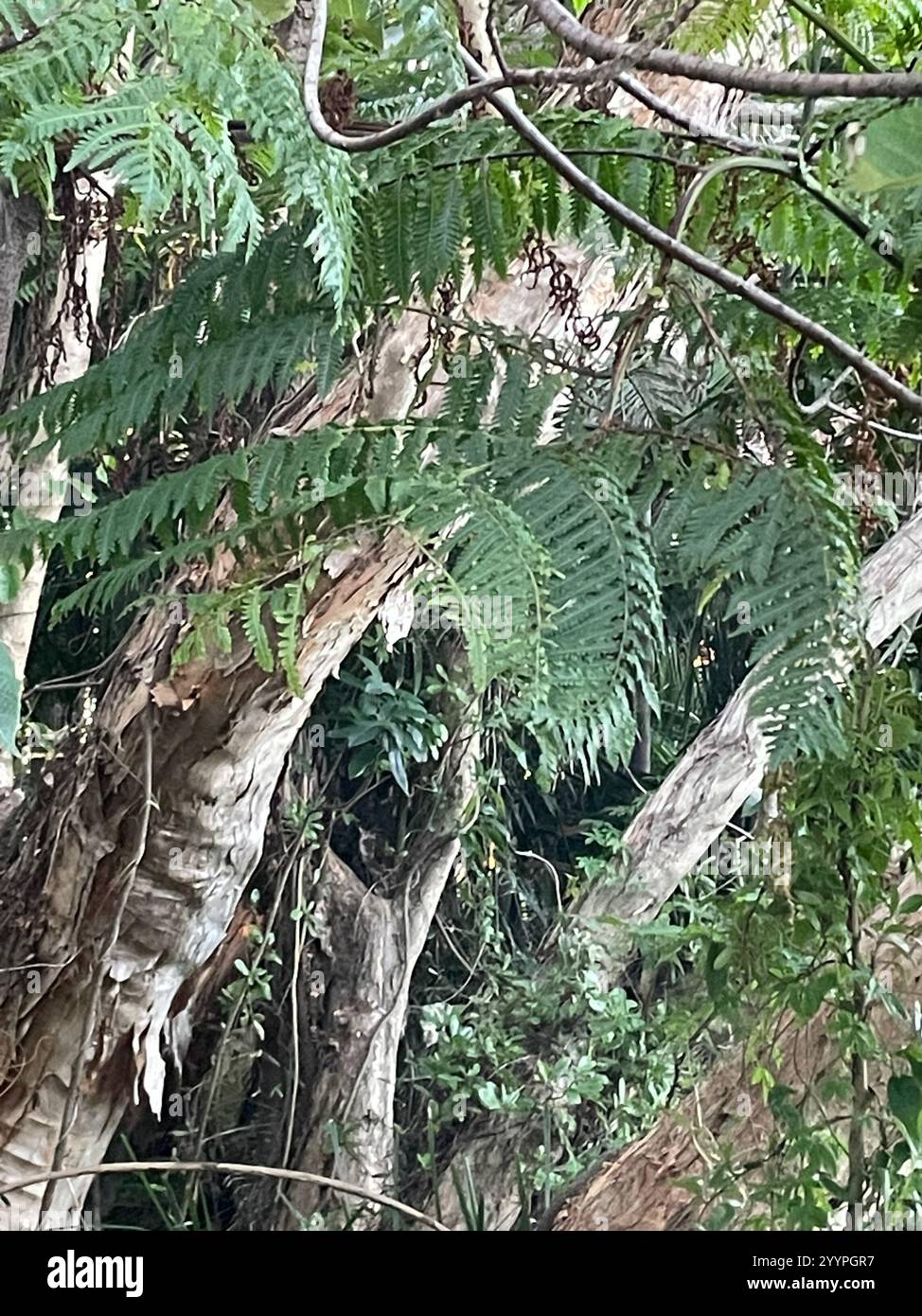 Scaly Tree Fern (Sphaeropteris cooperi Stock Photo - Alamy