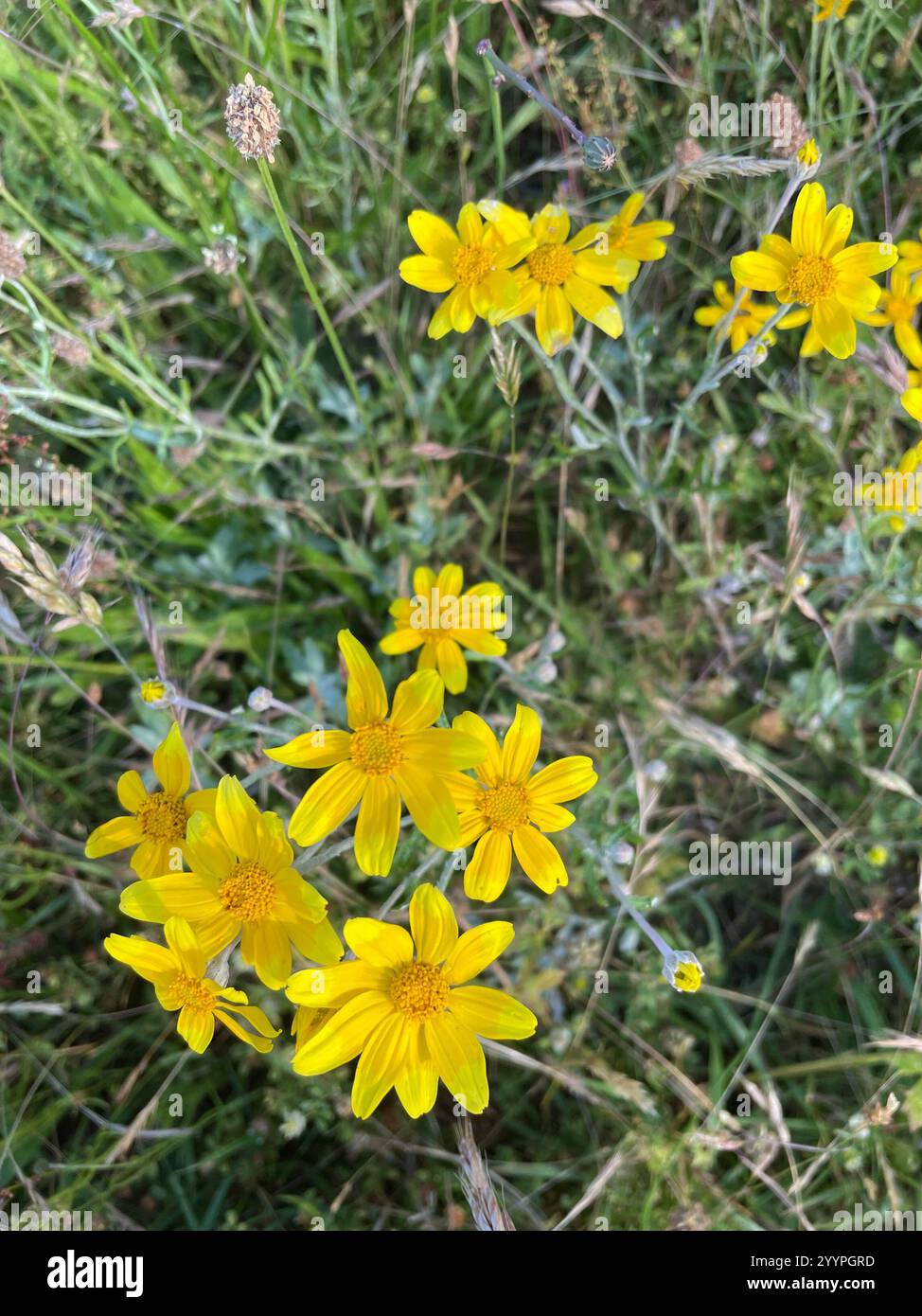 common woolly sunflower (Eriophyllum lanatum Stock Photo - Alamy