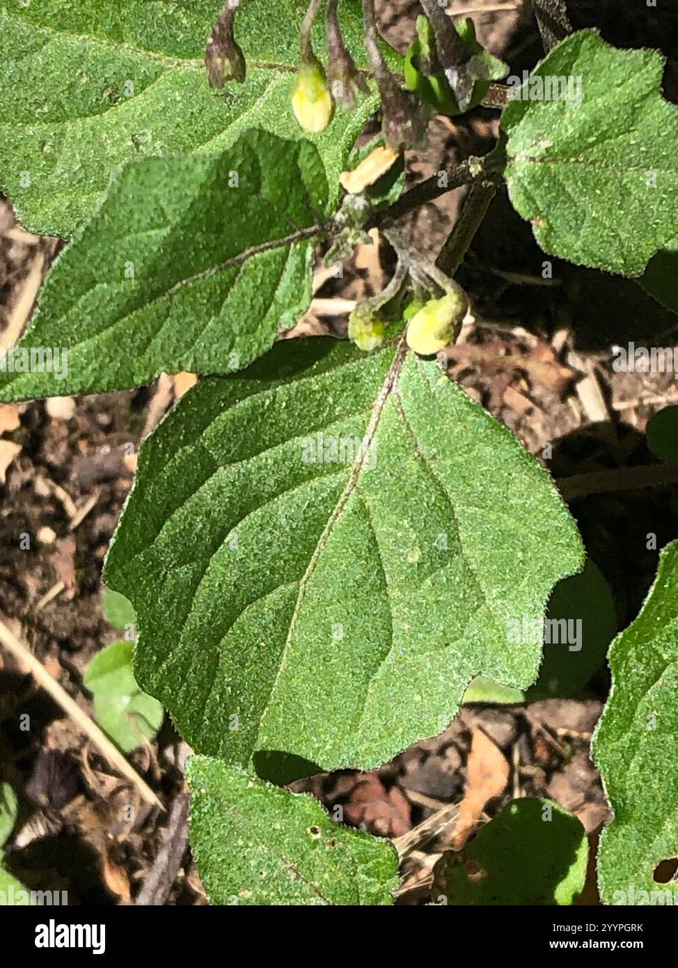 black nightshade (Solanum nigrum Stock Photo - Alamy