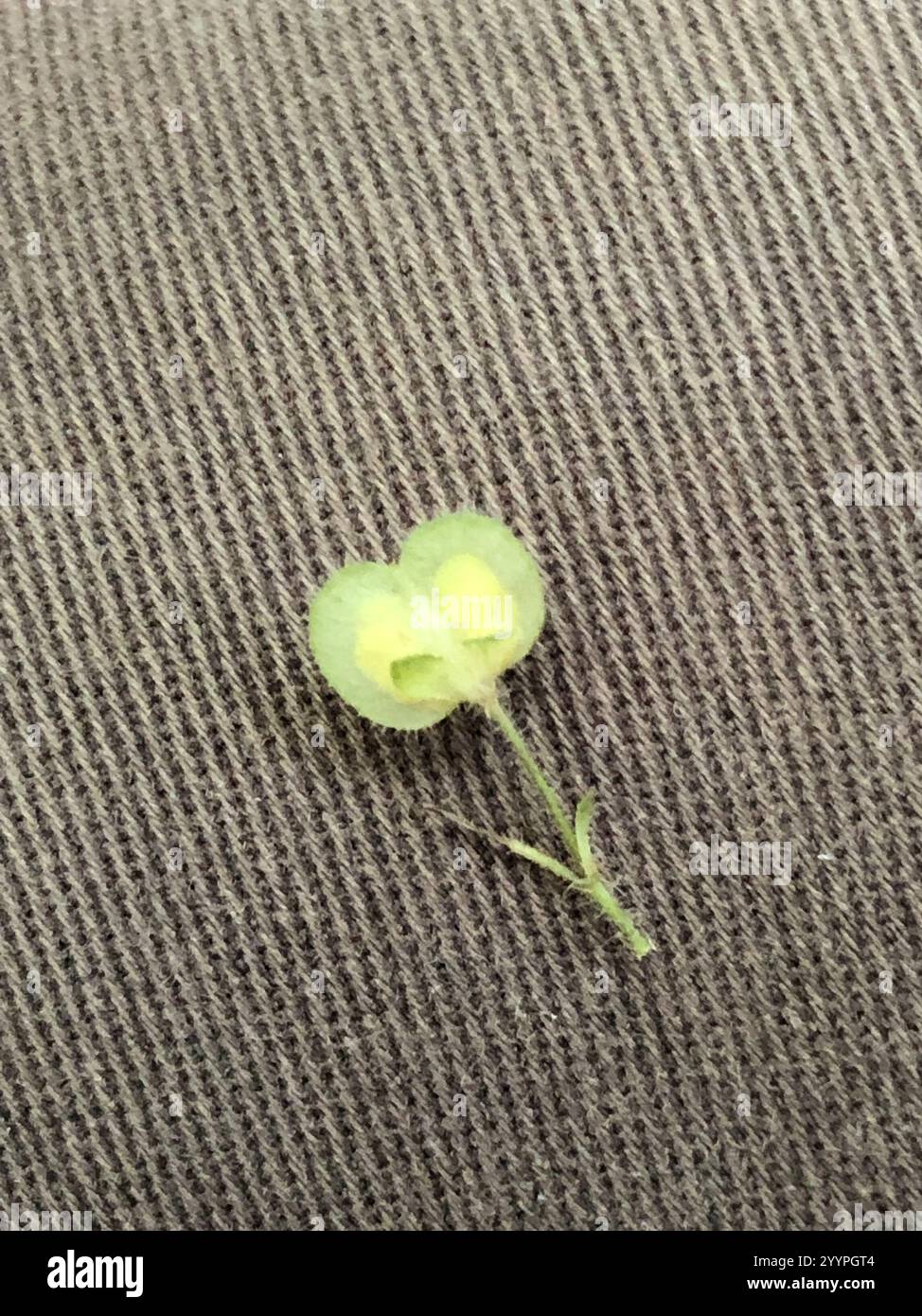 Wood Speedwell (Veronica montana Stock Photo - Alamy