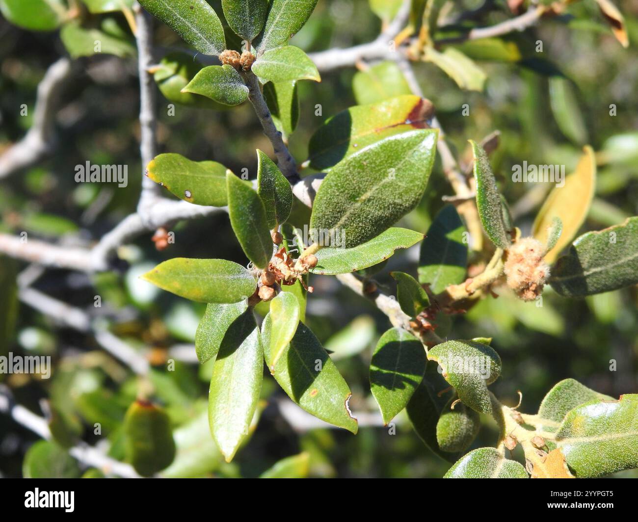 canyon live oak (Quercus chrysolepis Stock Photo - Alamy