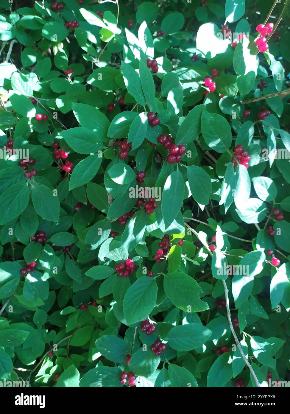 Fly Honeysuckle (Lonicera xylosteum Stock Photo - Alamy