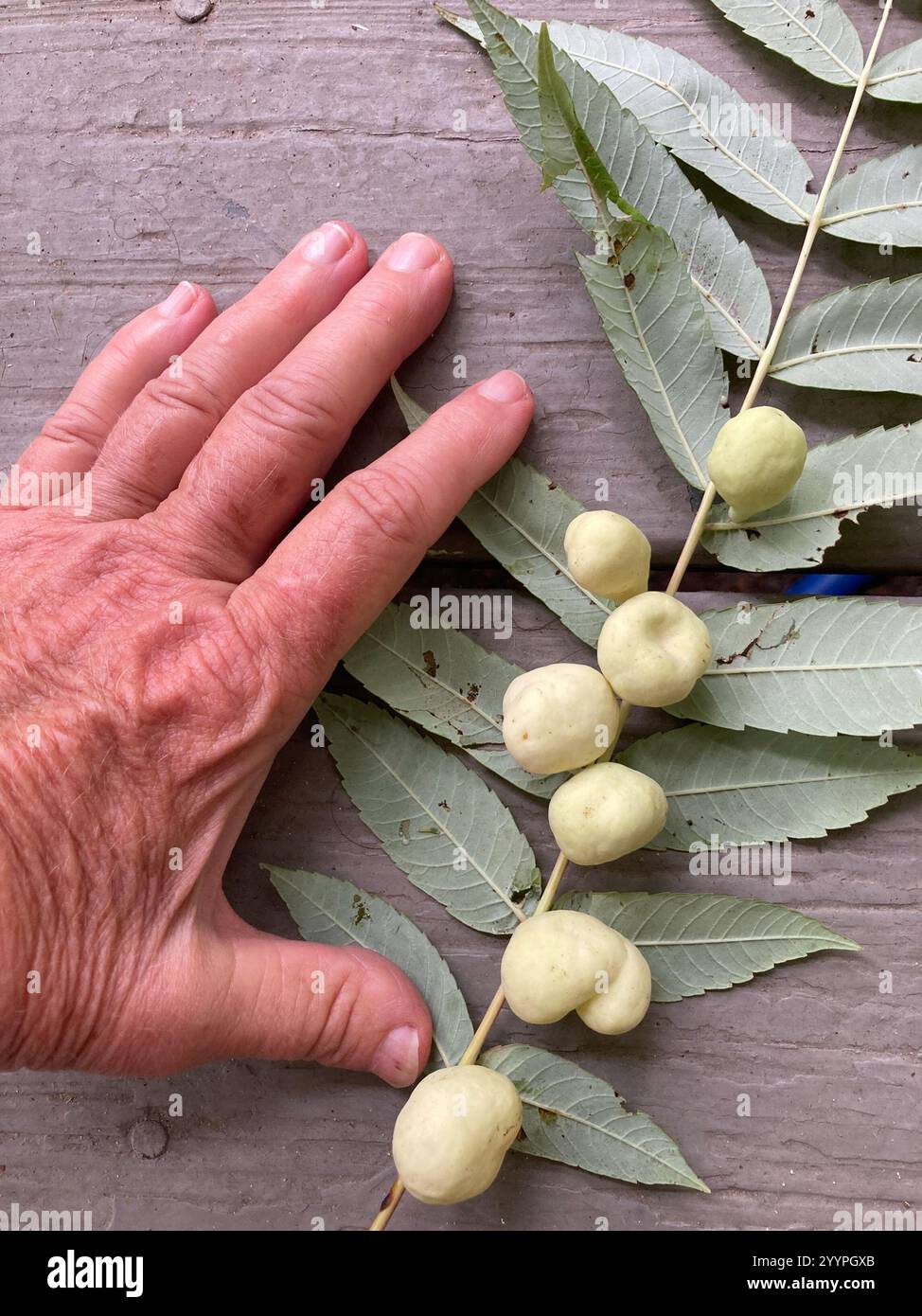 Sumac Gall Aphid (Melaphis rhois Stock Photo - Alamy