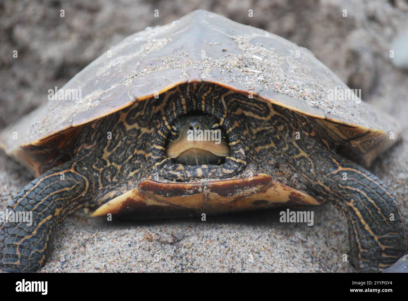 Northern Map Turtle (Graptemys geographica Stock Photo - Alamy