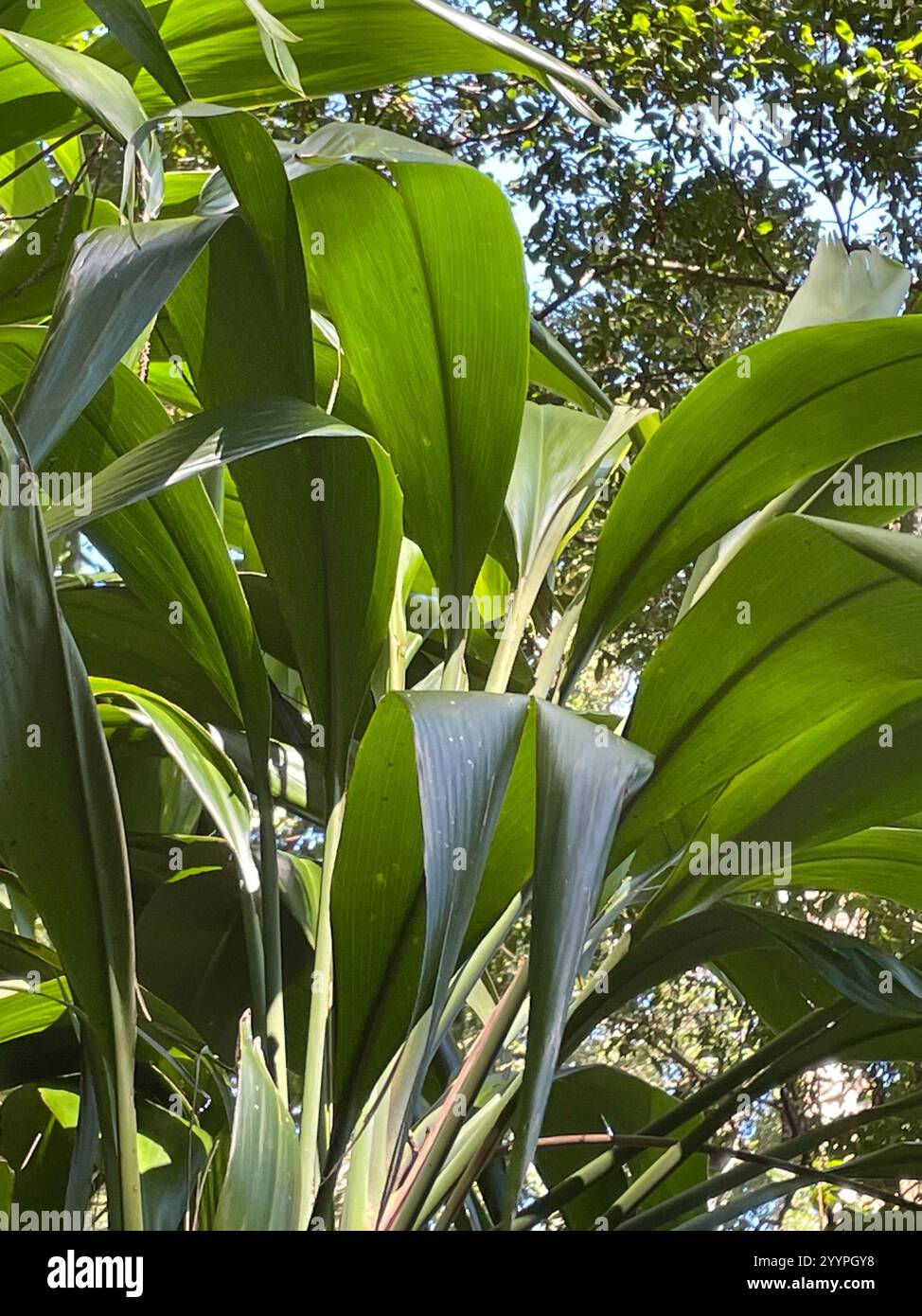 Broad leaved Palm Lily (Cordyline petiolaris Stock Photo - Alamy