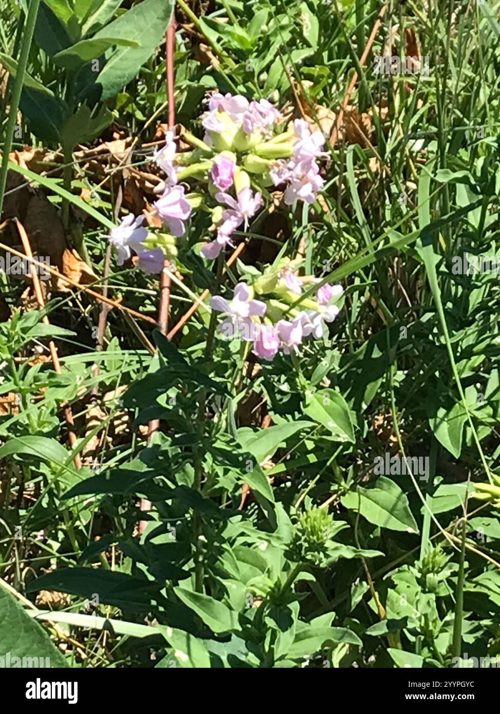 common soapwort (Saponaria officinalis Stock Photo - Alamy