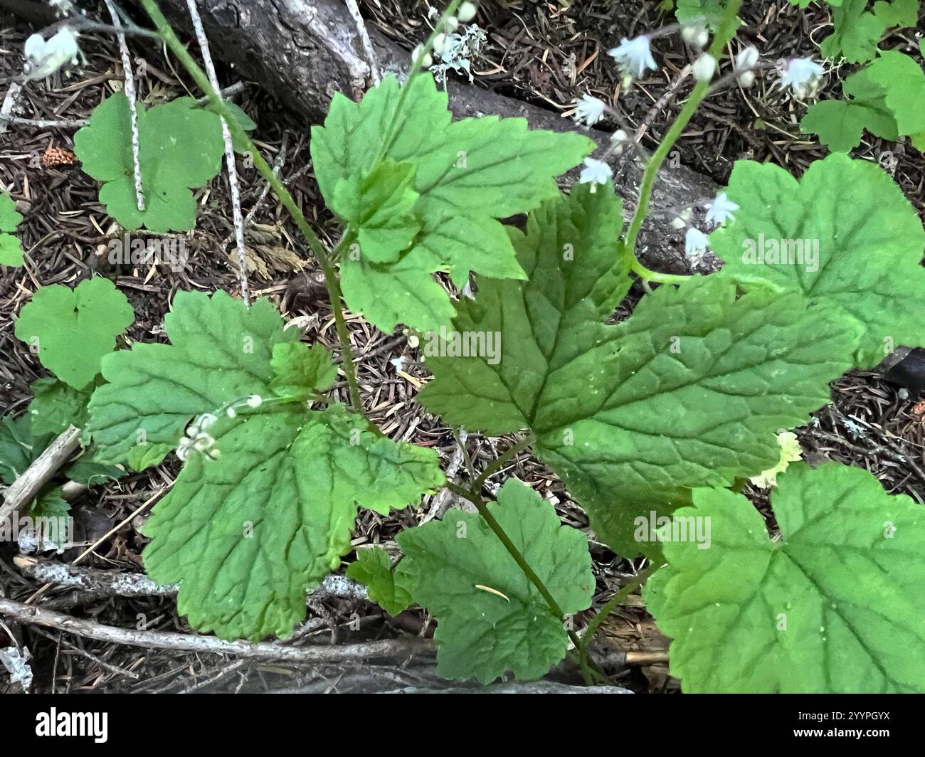 Oneleaf Foamflower (Tiarella trifoliata unifoliata Stock Photo - Alamy