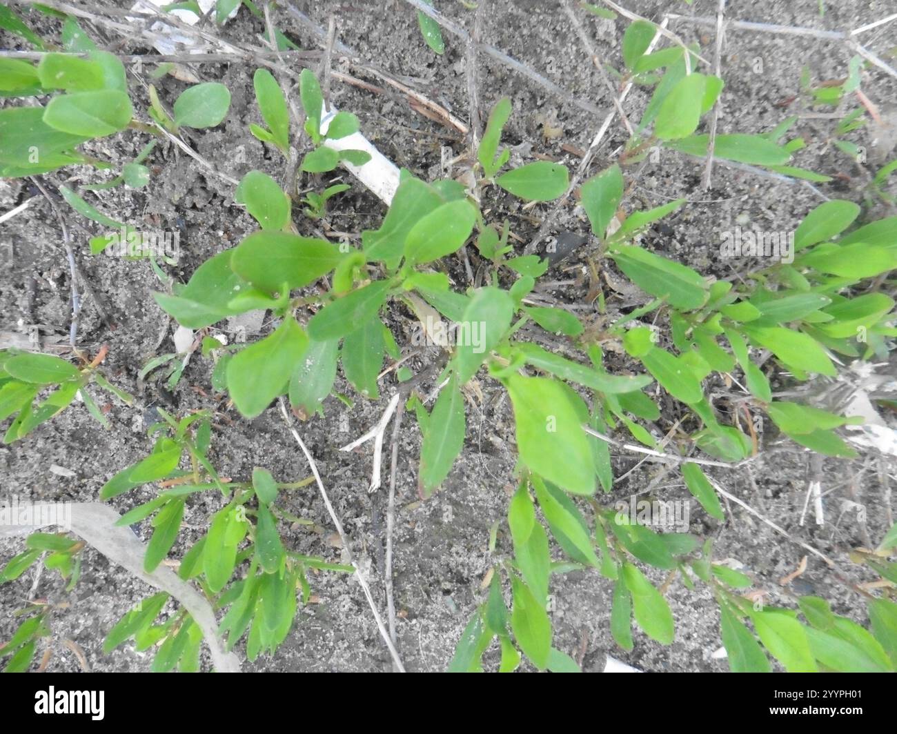 Common Knotgrass Complex (Polygonum aviculare Stock Photo - Alamy