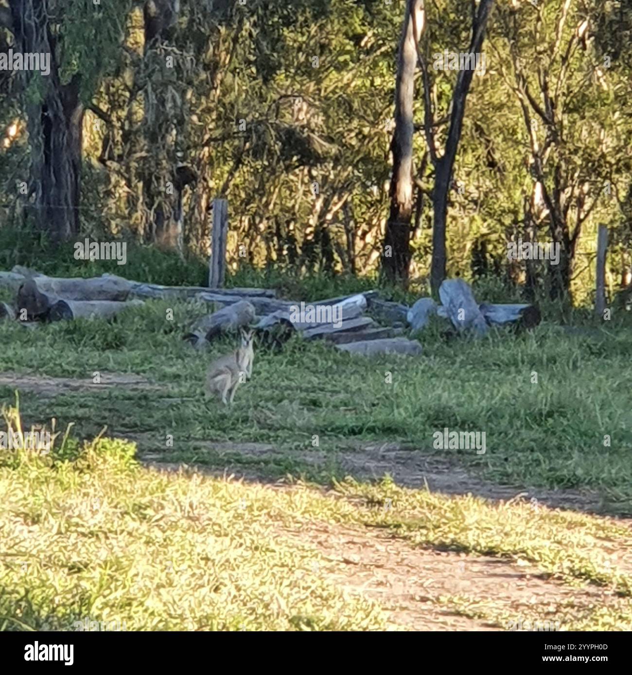 Agile Wallaby (Notamacropus agilis Stock Photo - Alamy