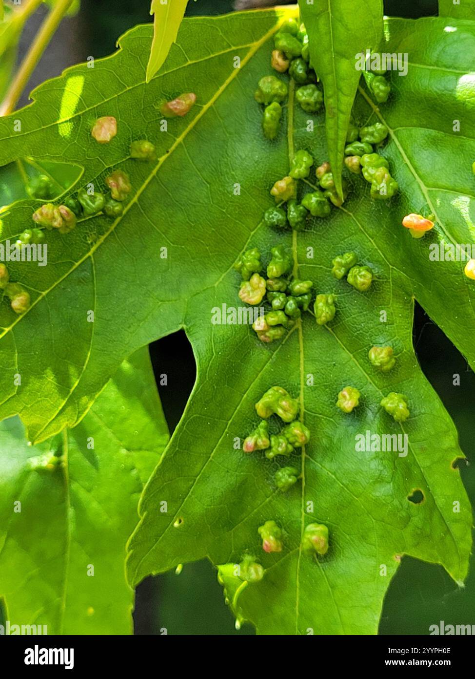 Maple Bladdergall Mite (Vasates quadripedes Stock Photo - Alamy