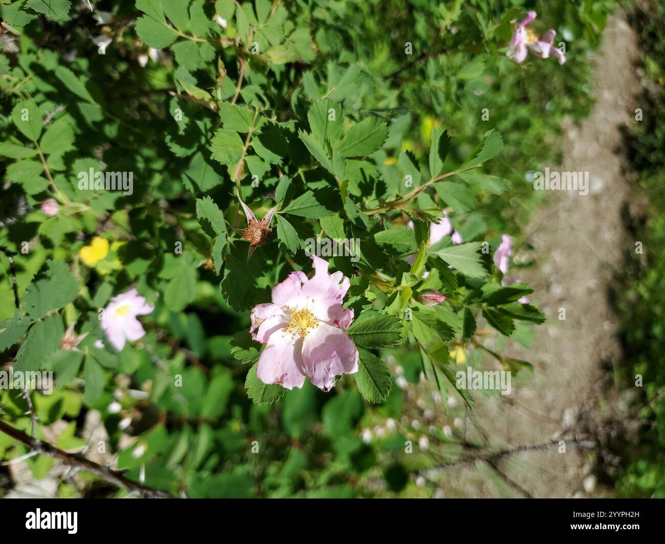Rosa arkansana hi-res stock photography and images - Alamy