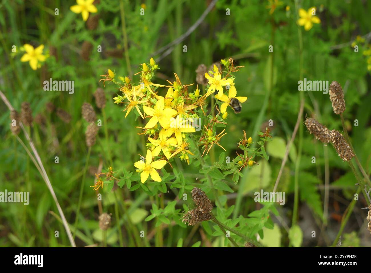 Sitka Bumble Bee (Bombus sitkensis Stock Photo - Alamy