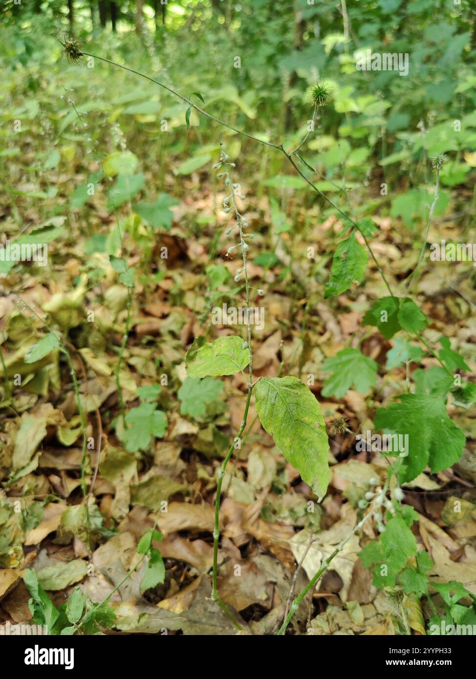enchanter's-nightshade (Circaea lutetiana Stock Photo - Alamy