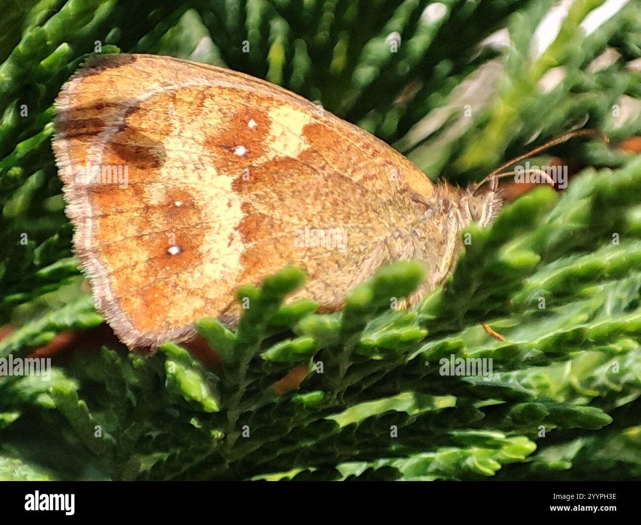 Gatekeeper (Pyronia tithonus Stock Photo - Alamy
