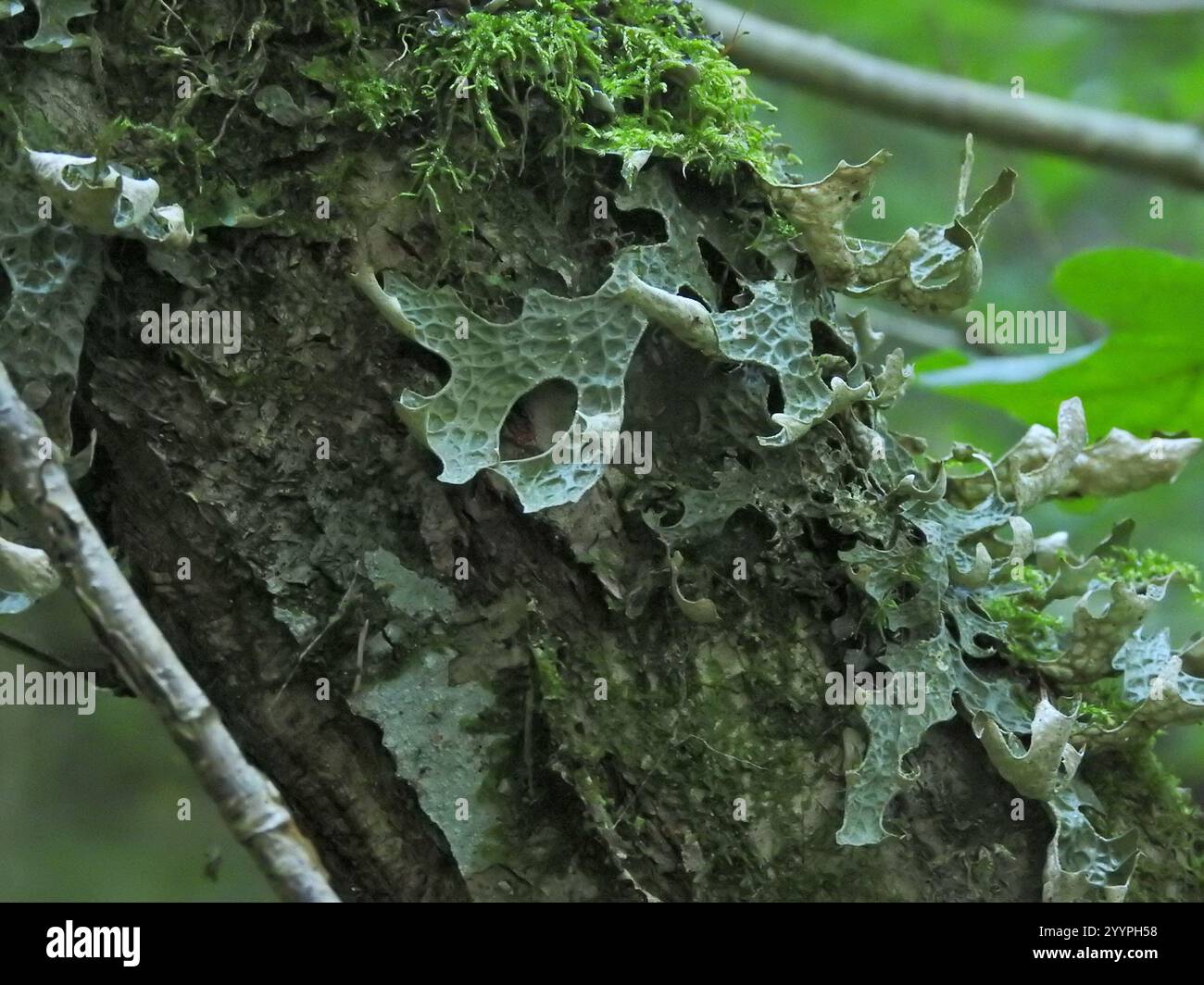 Tree Lungwort (Lobaria pulmonaria Stock Photo - Alamy