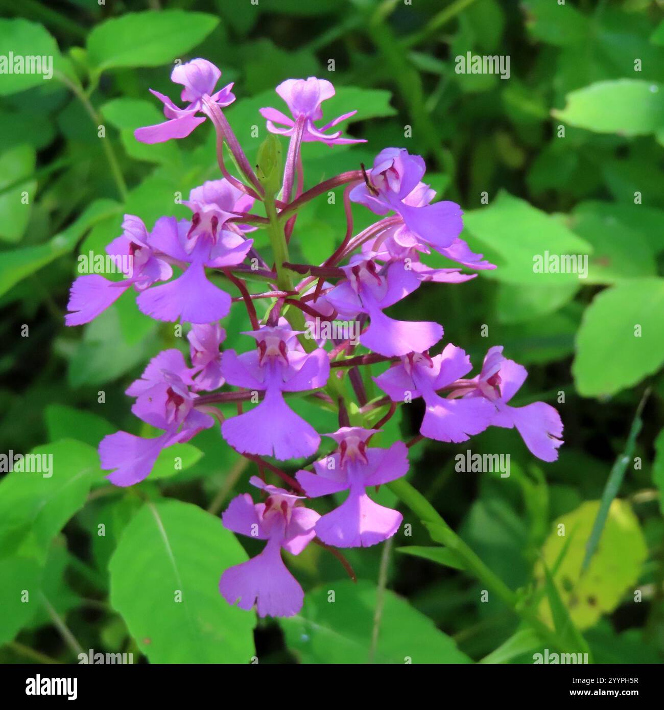 Purple Fringeless Orchid (Platanthera peramoena Stock Photo - Alamy