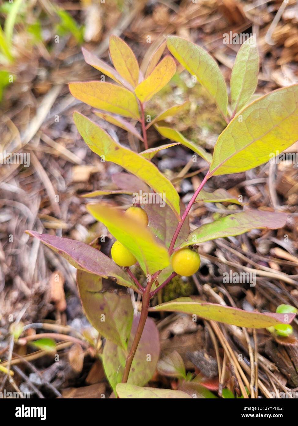 Northern Comandra (Geocaulon lividum Stock Photo - Alamy