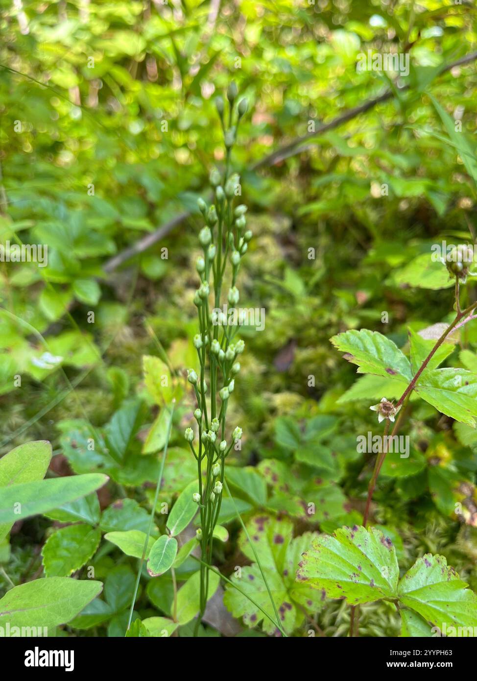 Bartonia virginica hi-res stock photography and images - Alamy