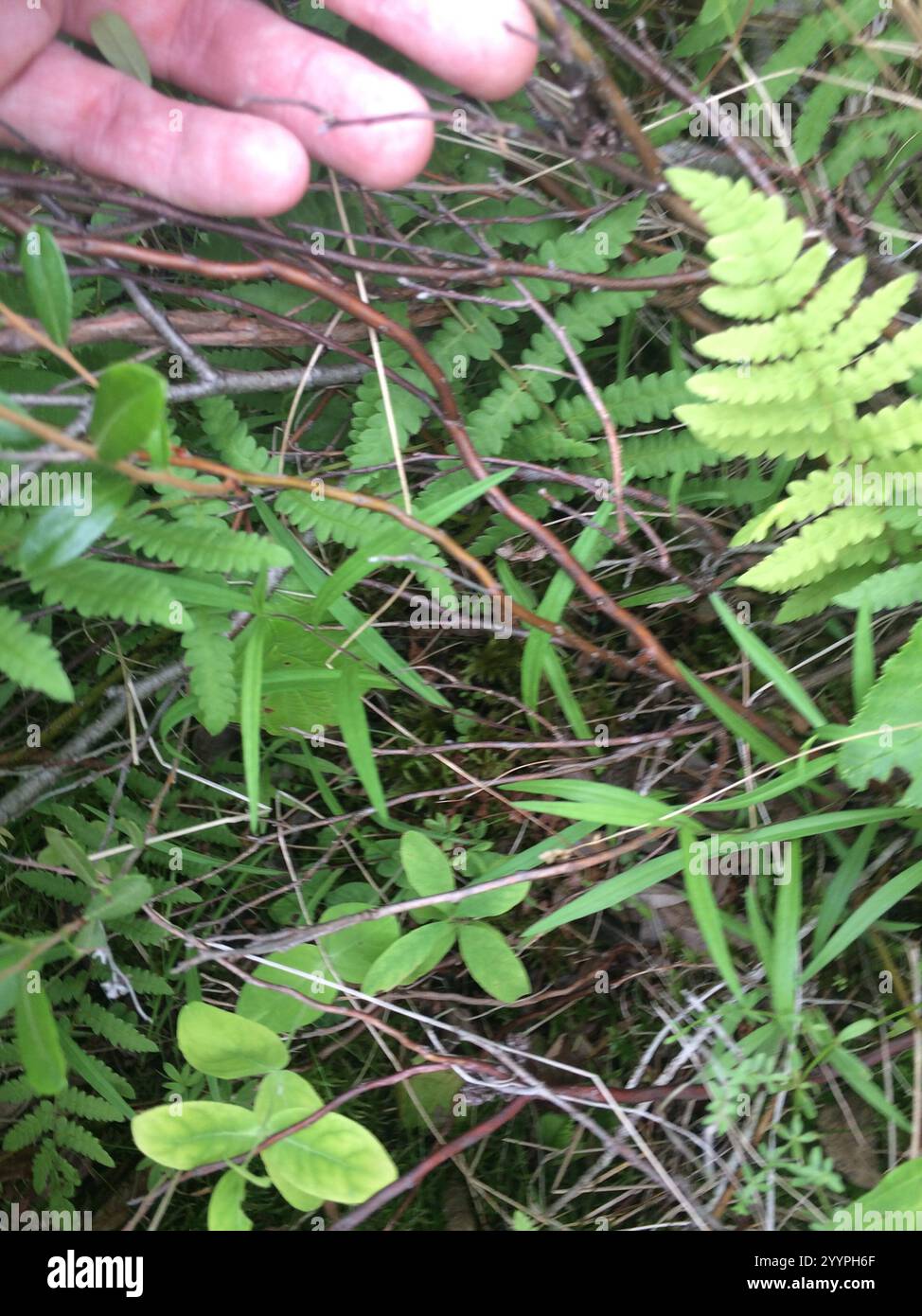 northern bog aster (Symphyotrichum boreale Stock Photo - Alamy