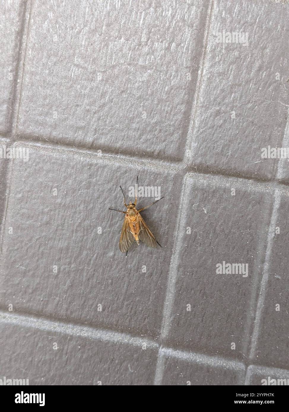 Marsh Snipe Fly (Rhagio tringarius Stock Photo - Alamy