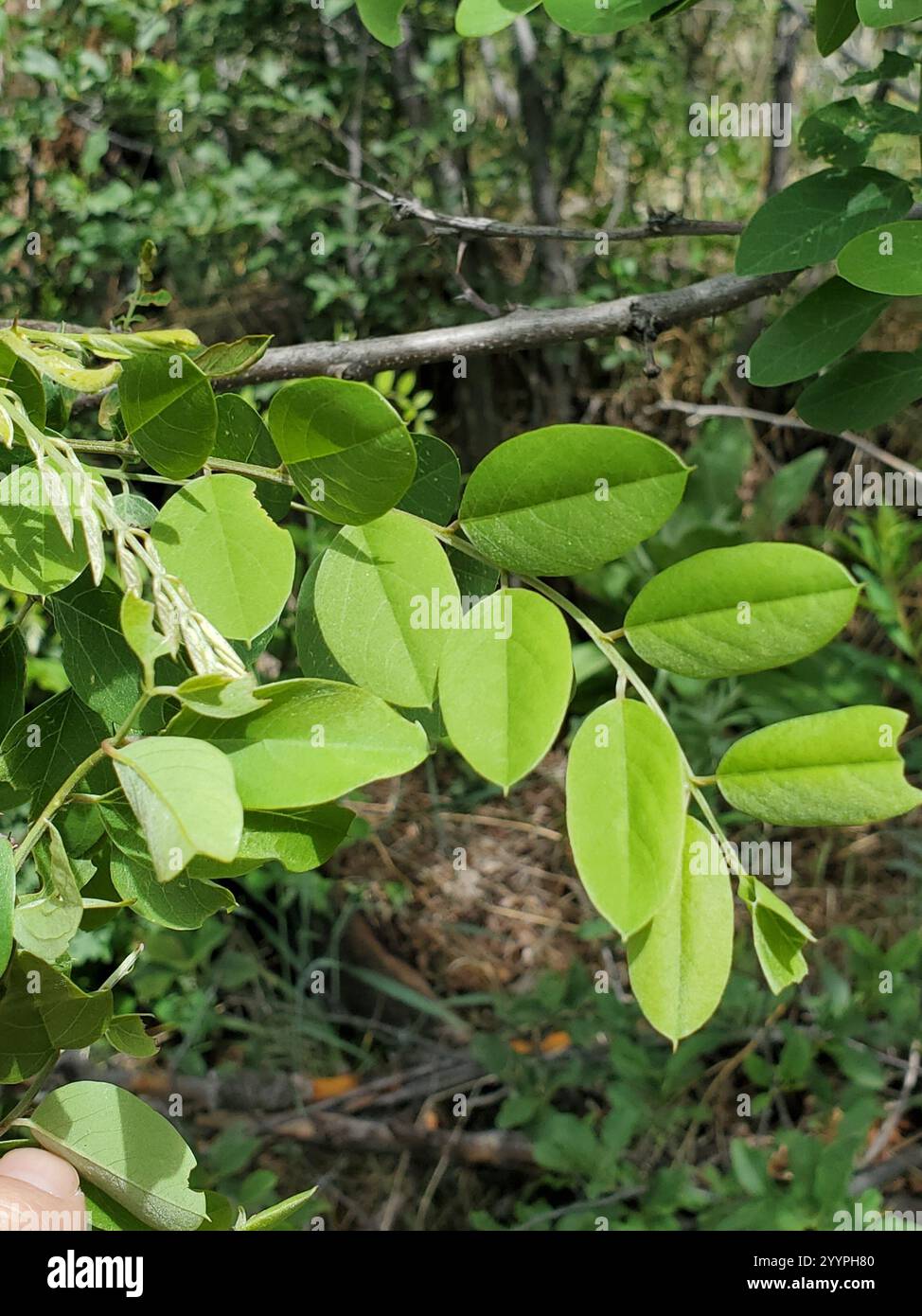 New Mexico locust (Robinia neomexicana Stock Photo - Alamy