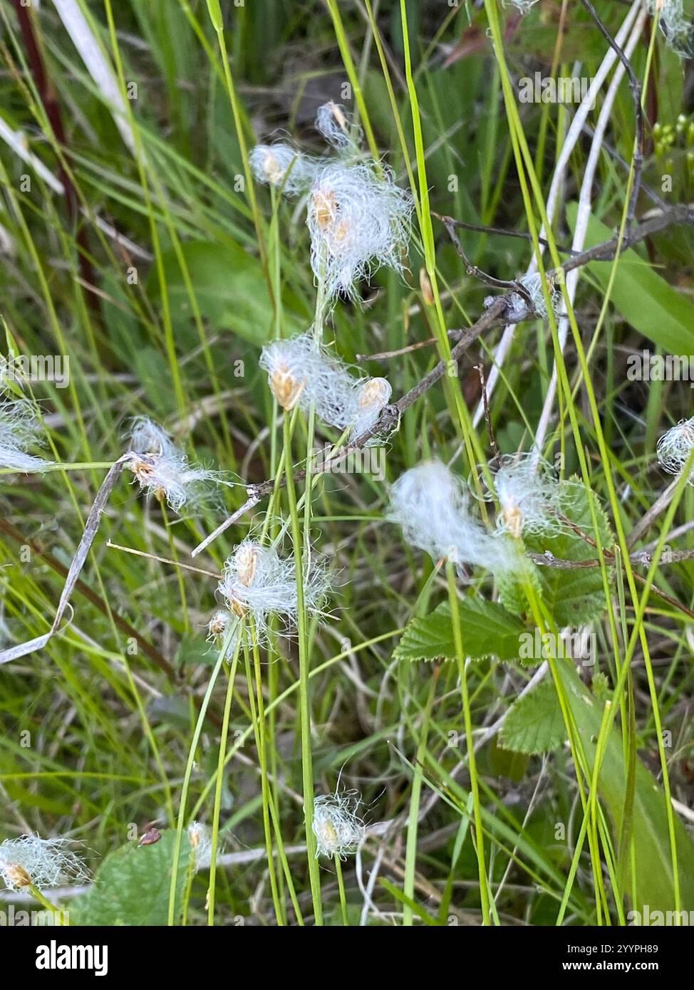 Cotton Deergrass (Trichophorum alpinum Stock Photo - Alamy