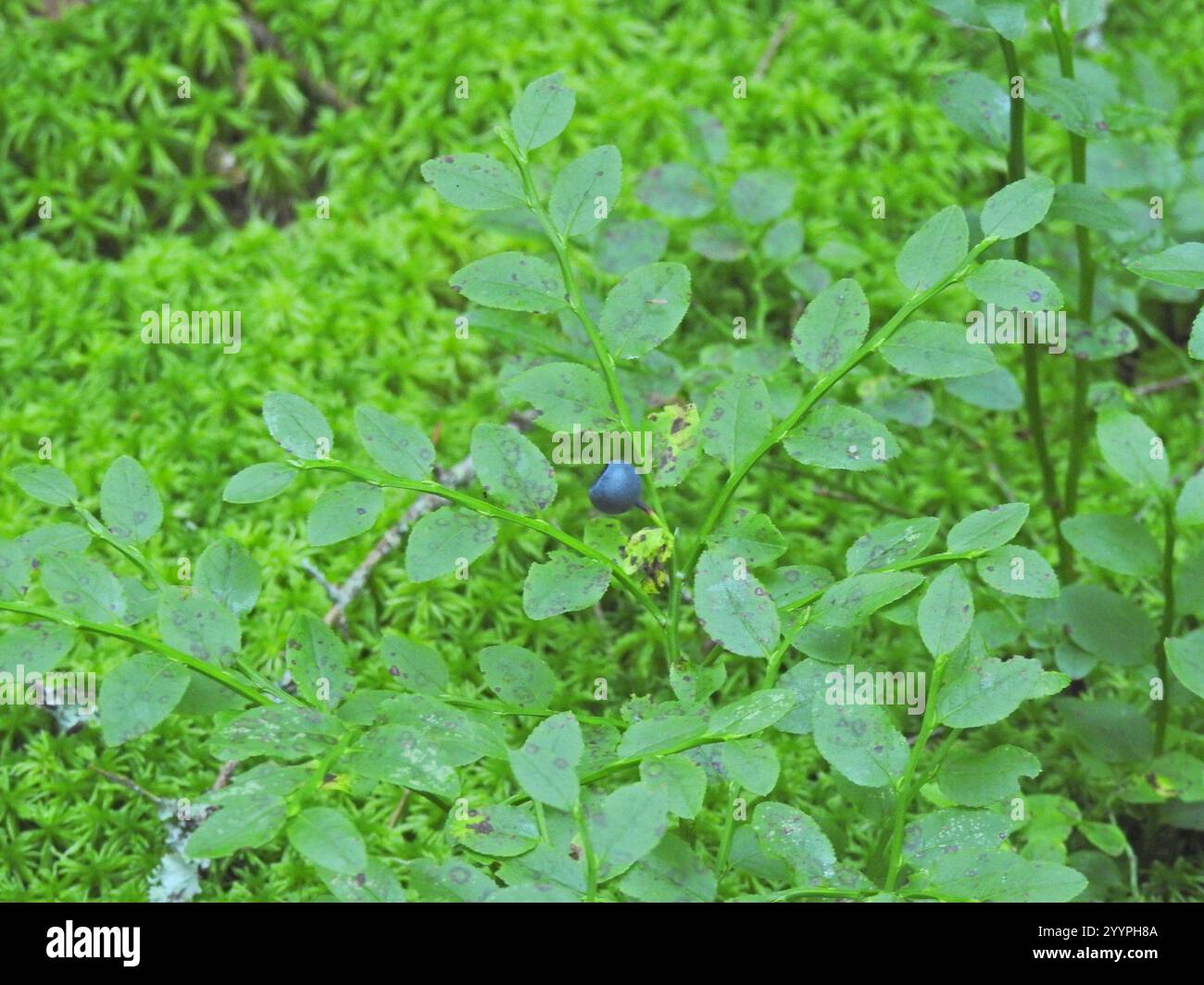 common bilberry (Vaccinium myrtillus Stock Photo - Alamy