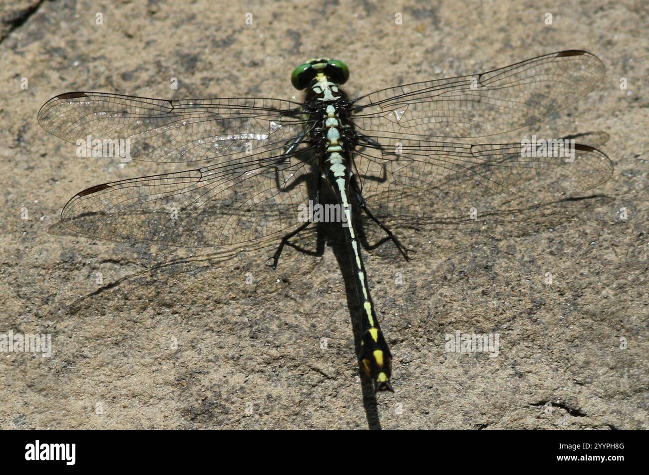 Black-shouldered Spinyleg (Dromogomphus spinosus Stock Photo - Alamy