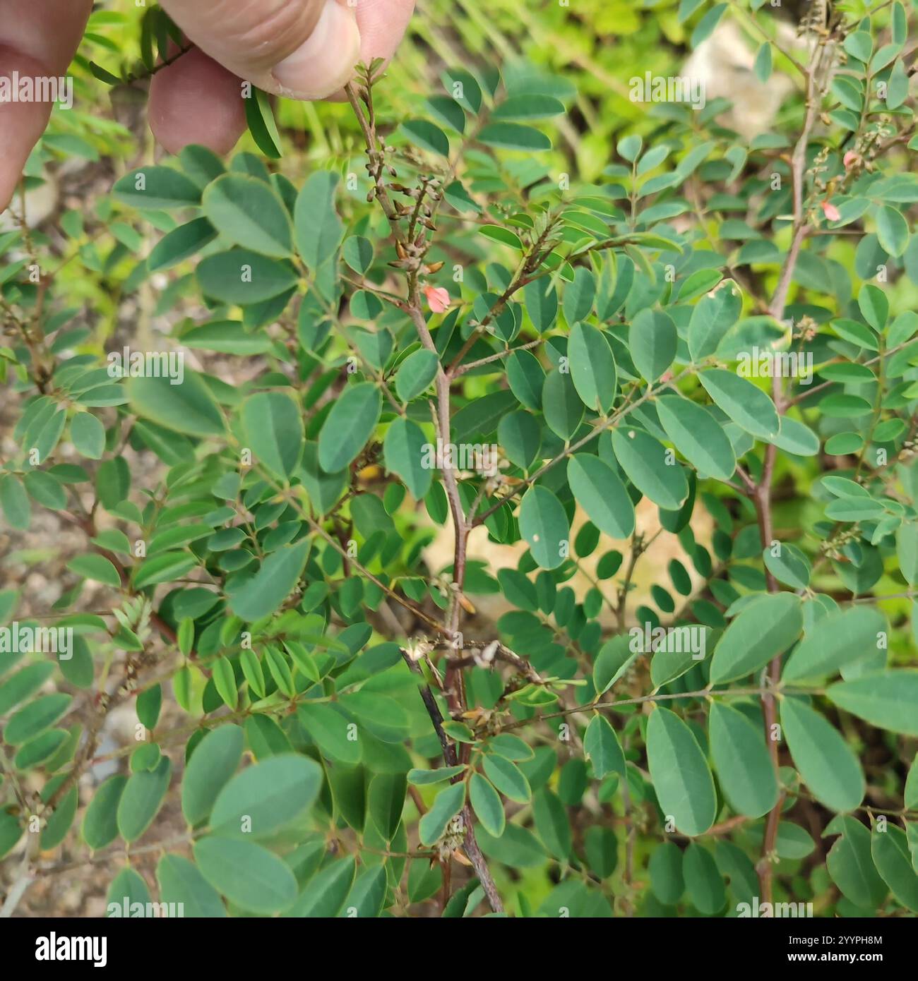Shrubby Indigo (Indigofera suffruticosa Stock Photo - Alamy