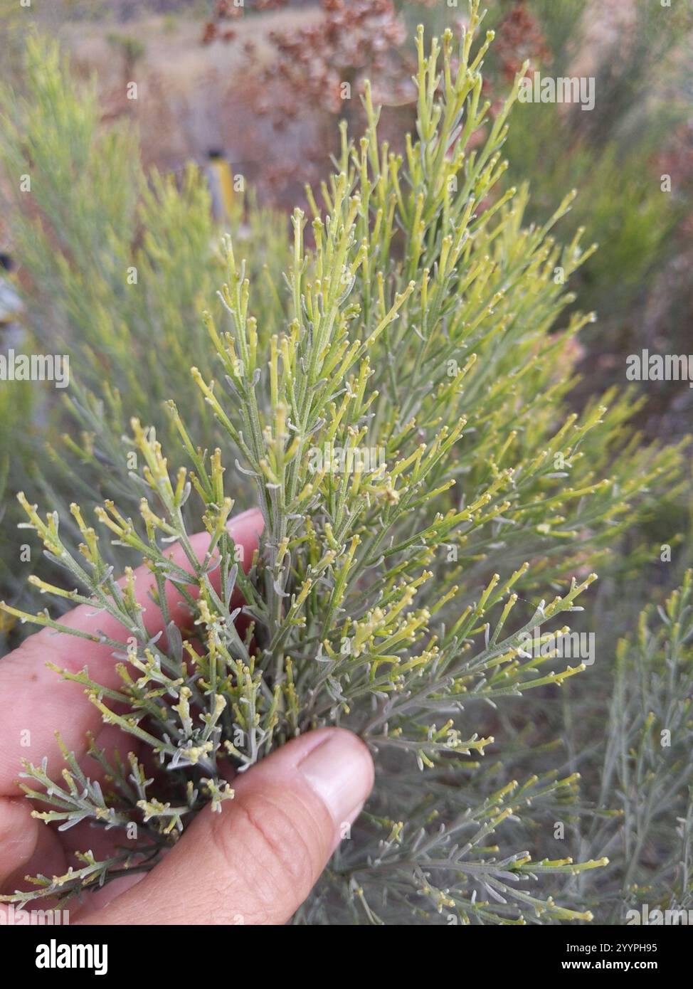 Desert Broom (Baccharis sarothroides Stock Photo - Alamy