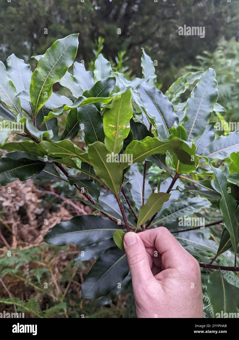 Australian Cheesewood (Pittosporum undulatum Stock Photo - Alamy